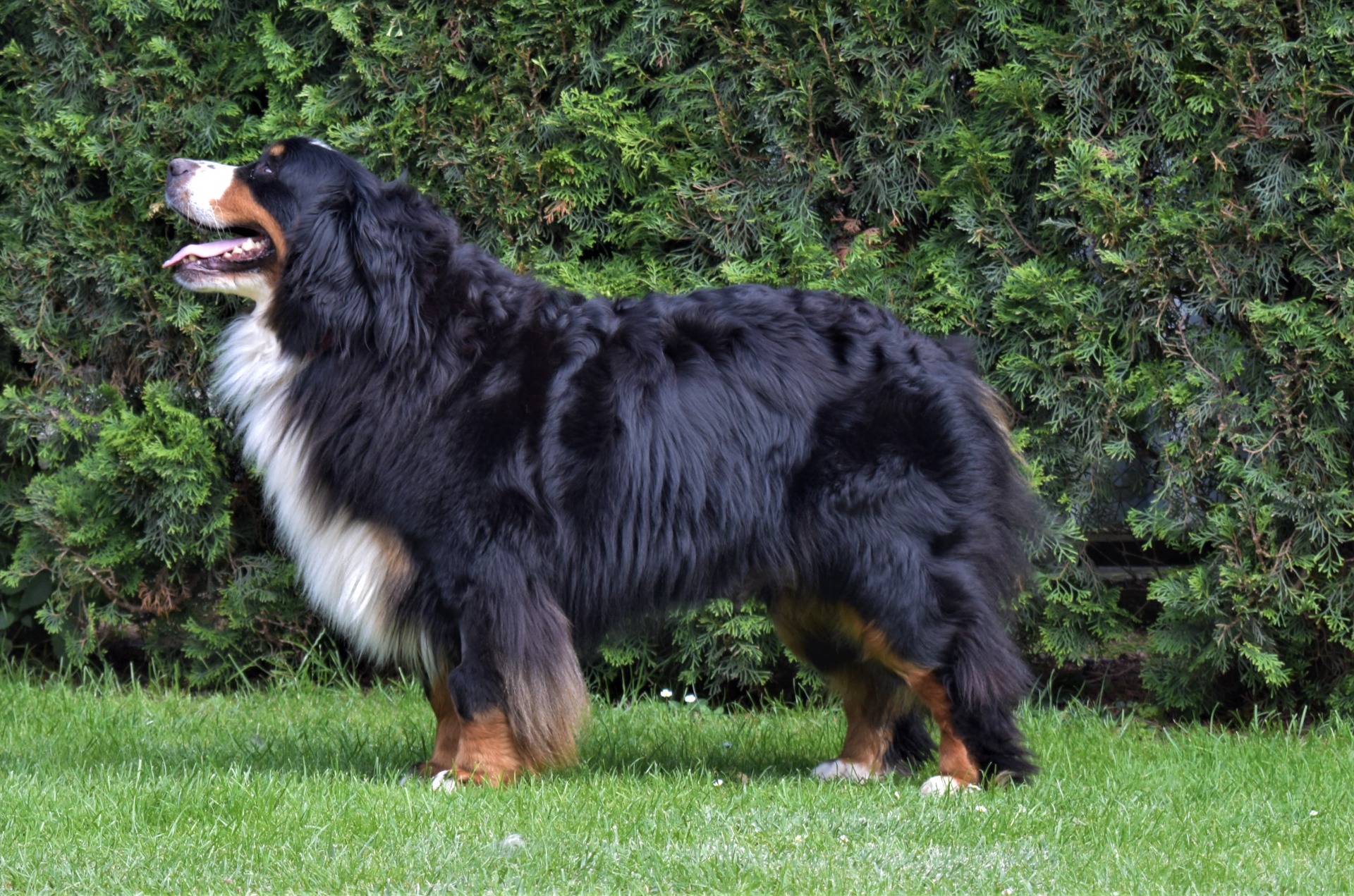 LITTER "JJ" :: Codeli